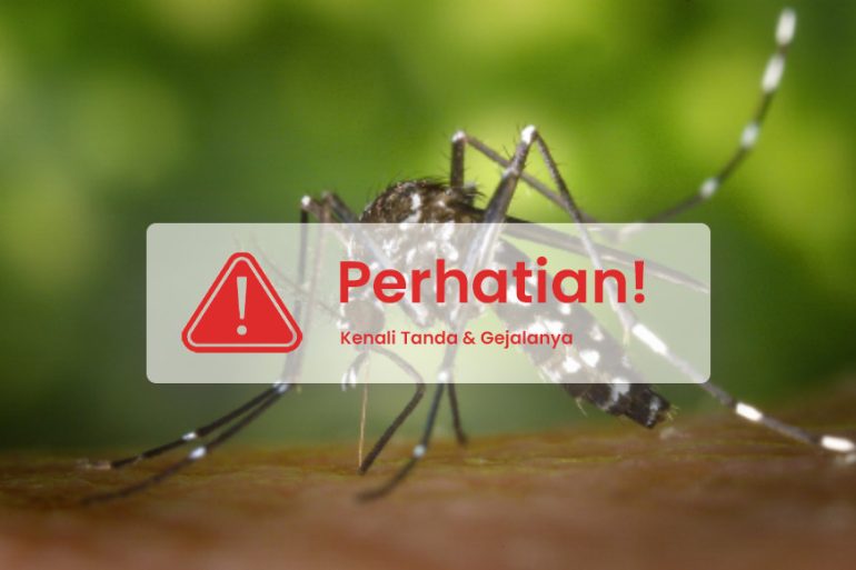 Tanda dan Gejala Setelah Kena Gigitan Nyamuk DBD